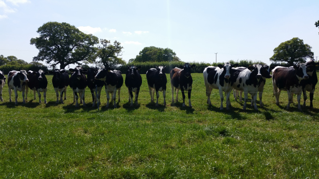 Rustic Guest Neil Quinlan ~ Free-Range – Sam Russell